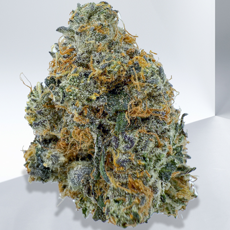 GORILLA GELATO - theplanet60.com